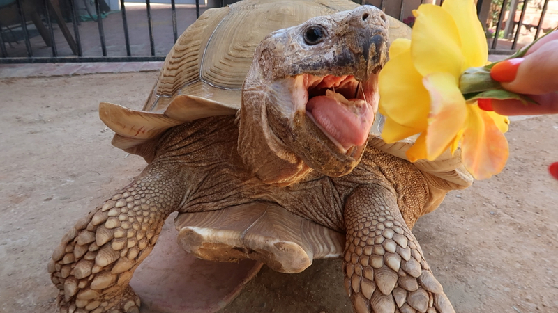 Tiptoe the TikTok tortoise tips scale at 175 lbs. - ABC7 New York