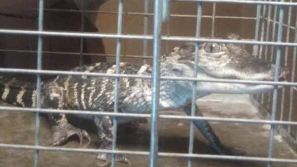 Alligator Found During Eviction At Chatham Apartment Abc7 Chicago