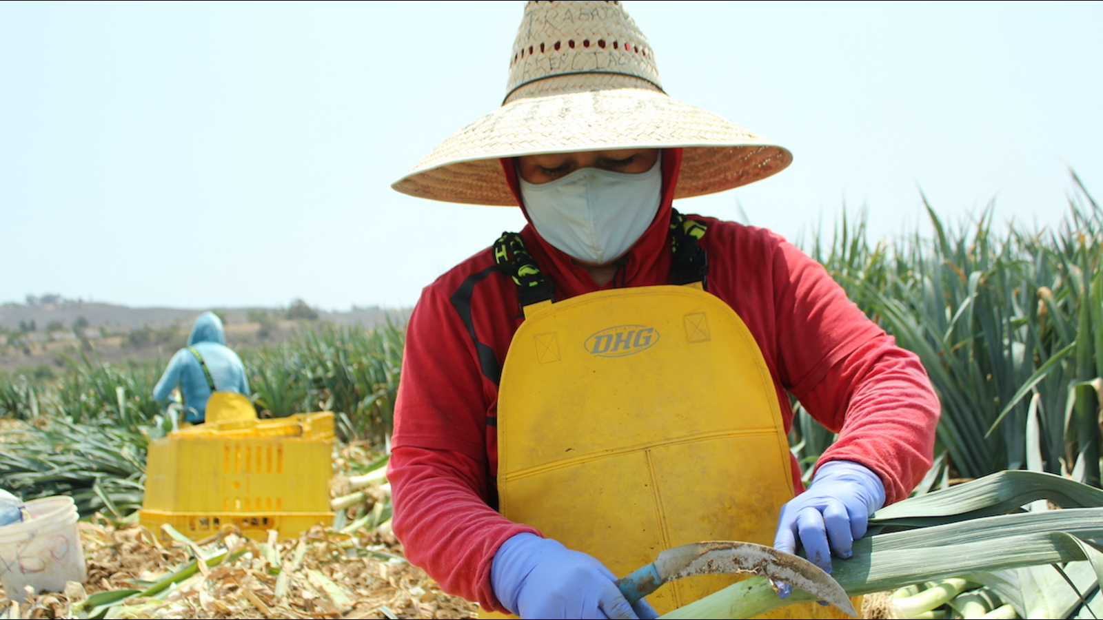 Advocates push for federal protections for farmworkers exposed to ...