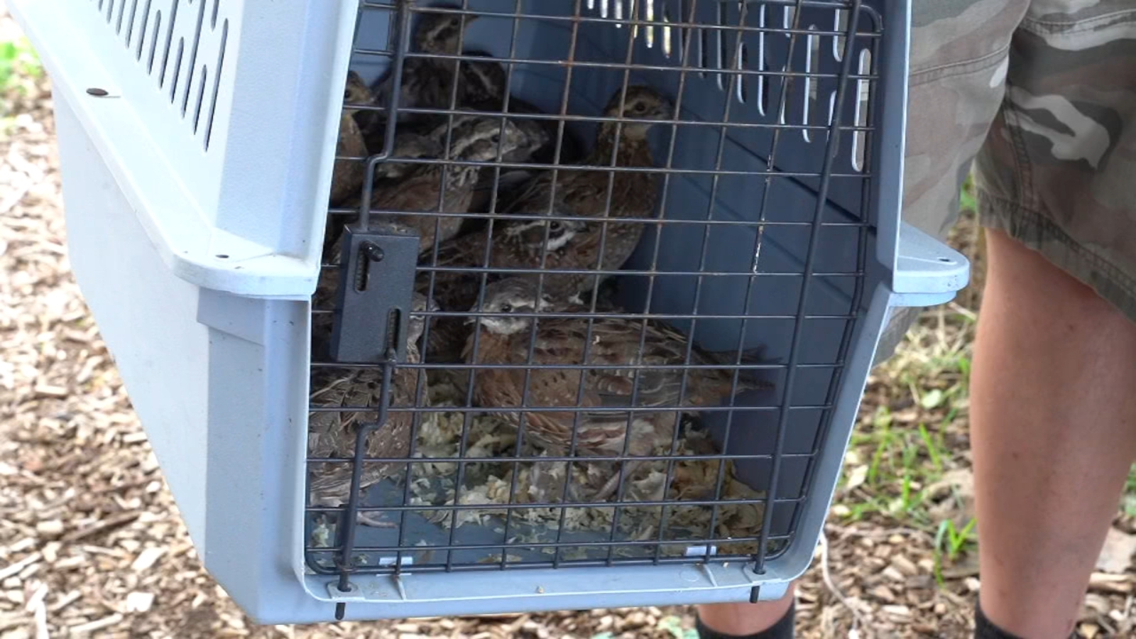 Dozens of quail released at North Hempstead park to combat tick problem ...