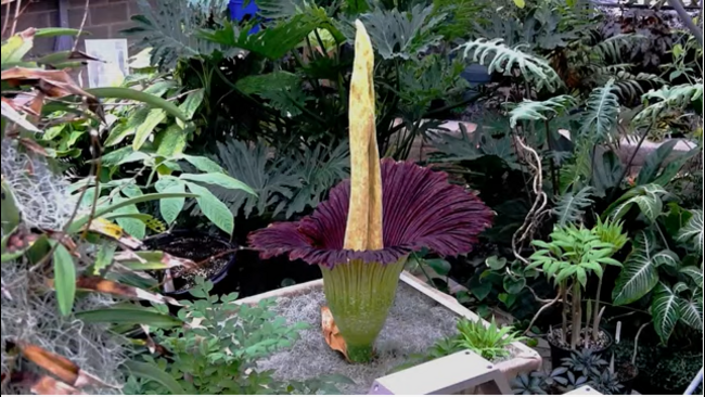 Corpse Flower NC | Worst smelling flower in the plant kingdom, the ...
