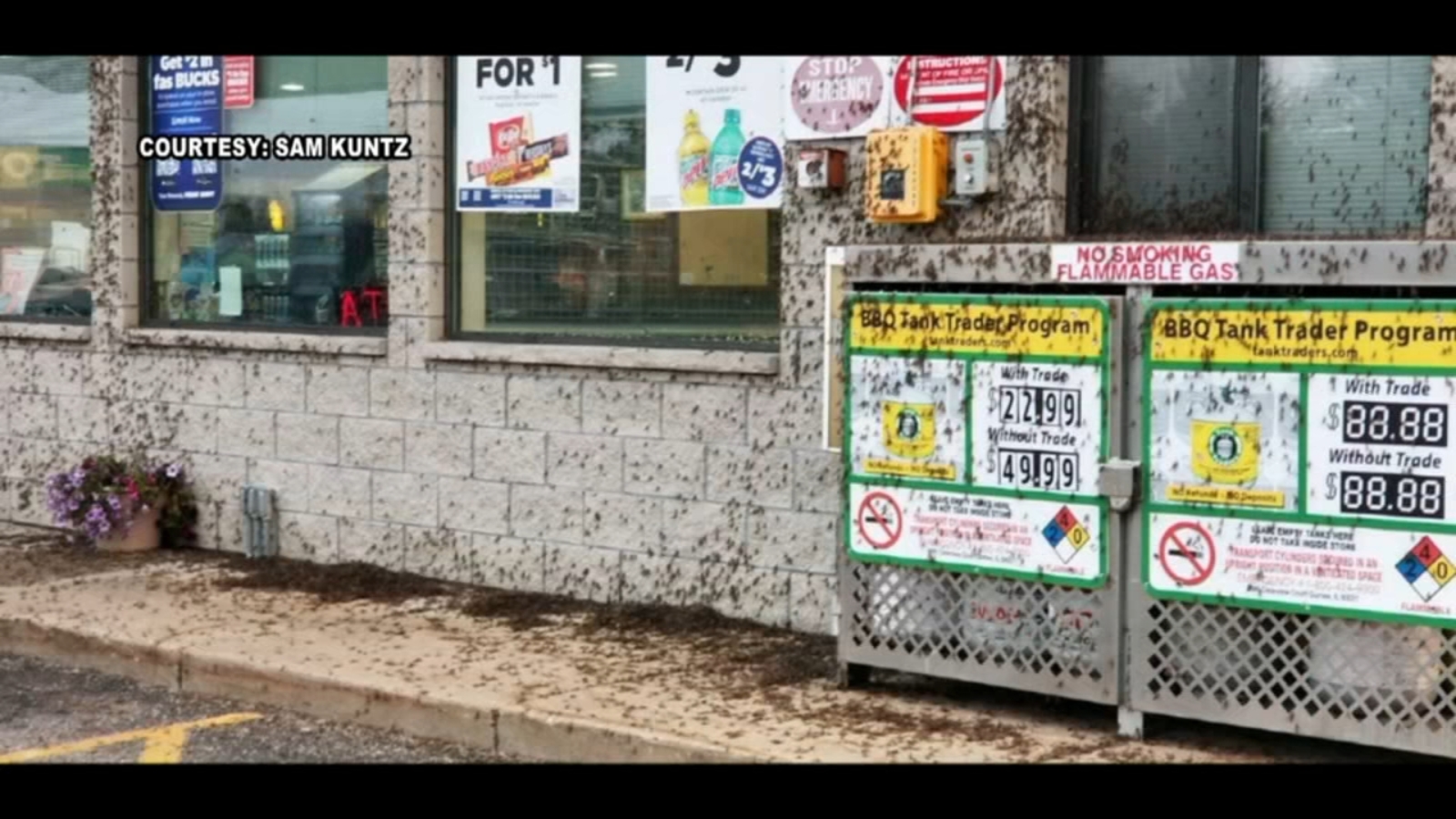 Mayflies in Wisconsin: Millions of bugs invade Nekoosa, WI BP gas ...