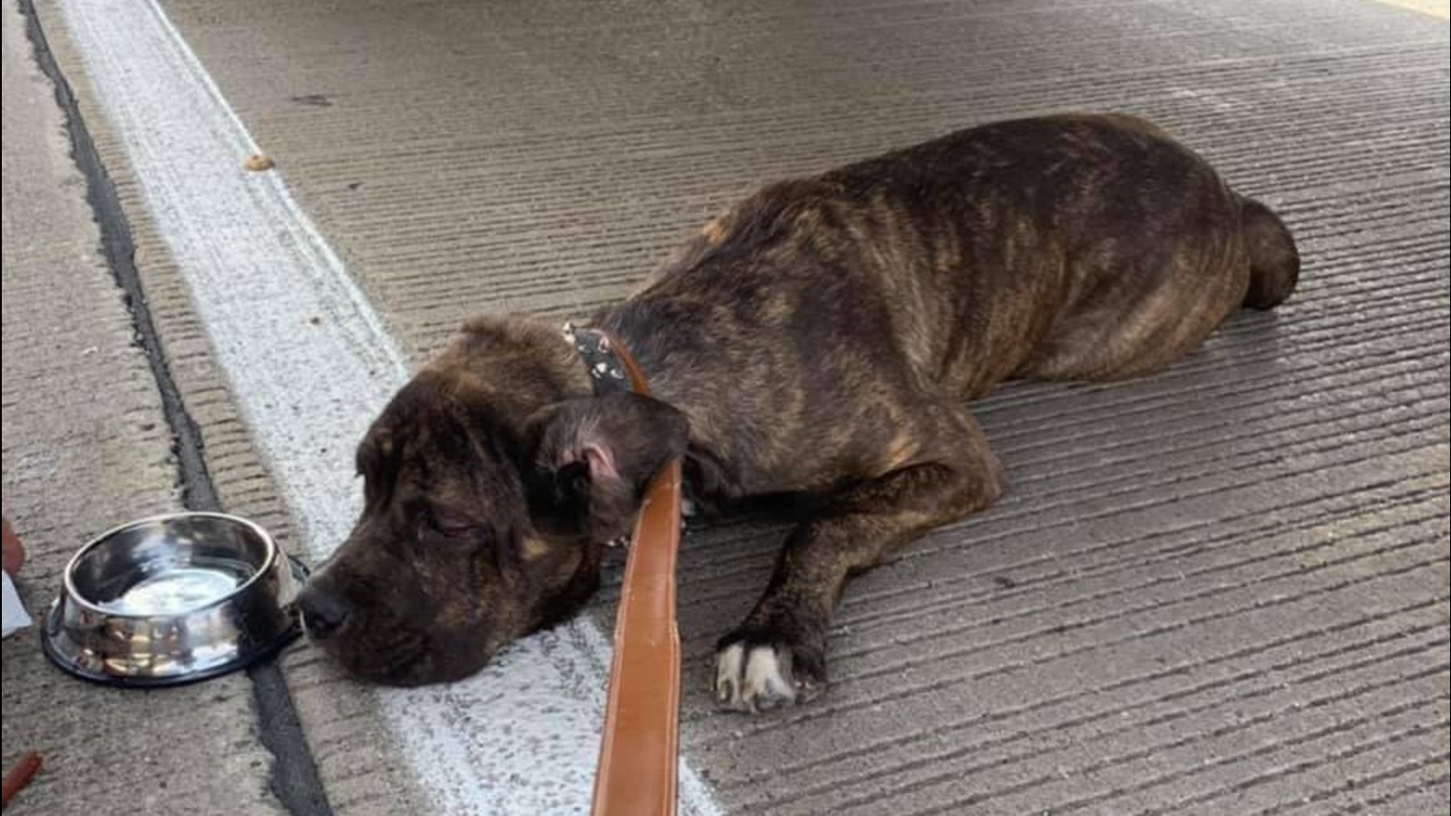 Indiana state trooper rescues dog running through traffic on I-65 ...