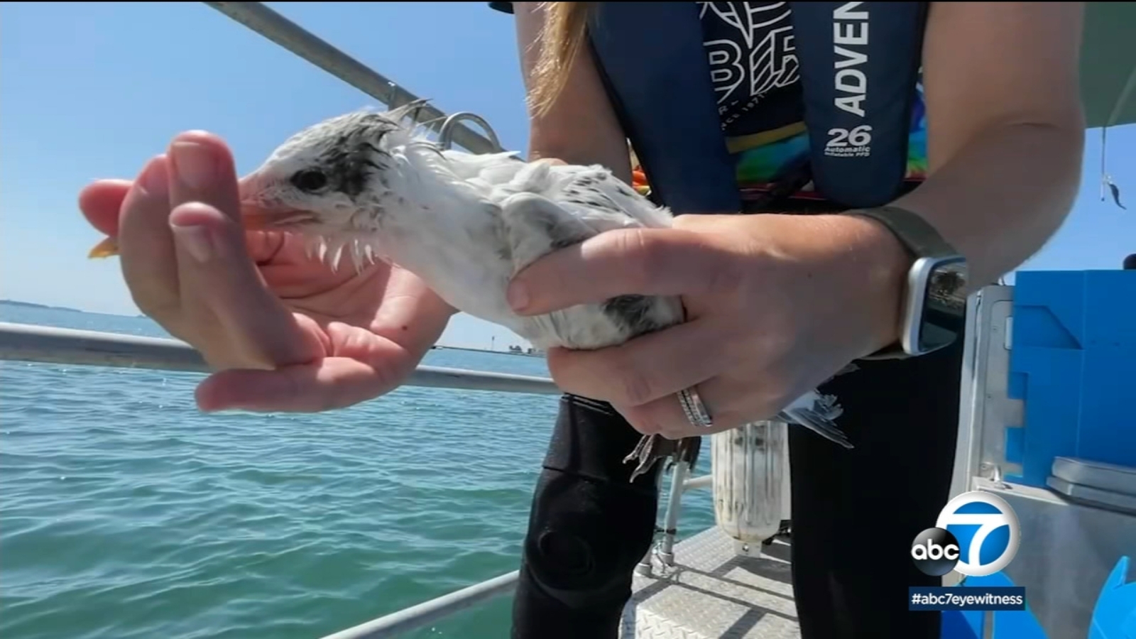 Long Beach organizations rescue thousands of injured birds falling off ...