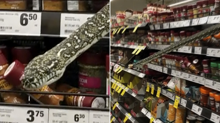 Snake - ABC13 Houston