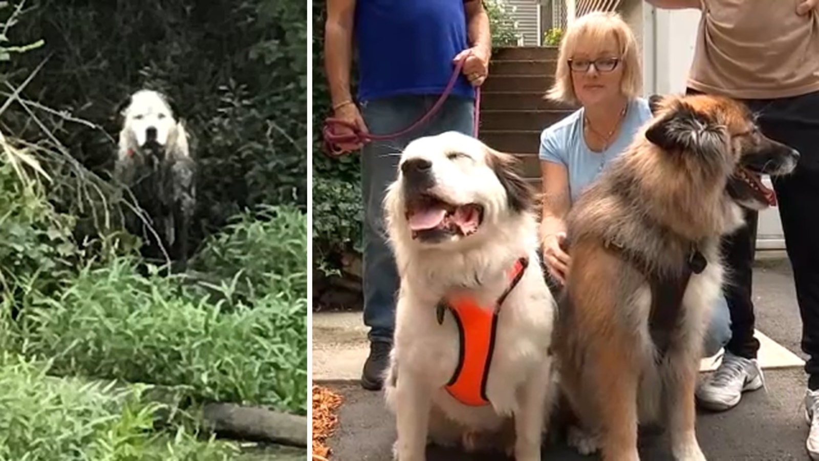 Dog finds help after fellow runaway canine ends up stuck in swamp in ...