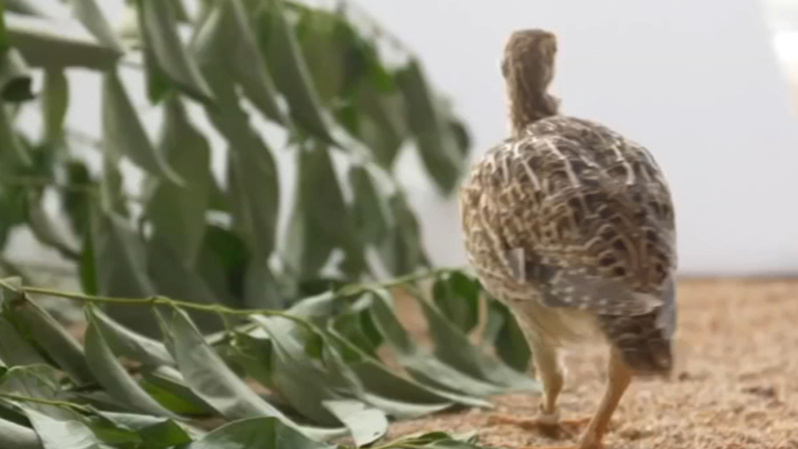 Houston Zoo helps save an iconic Texas bird from extinction - ABC13 Houston