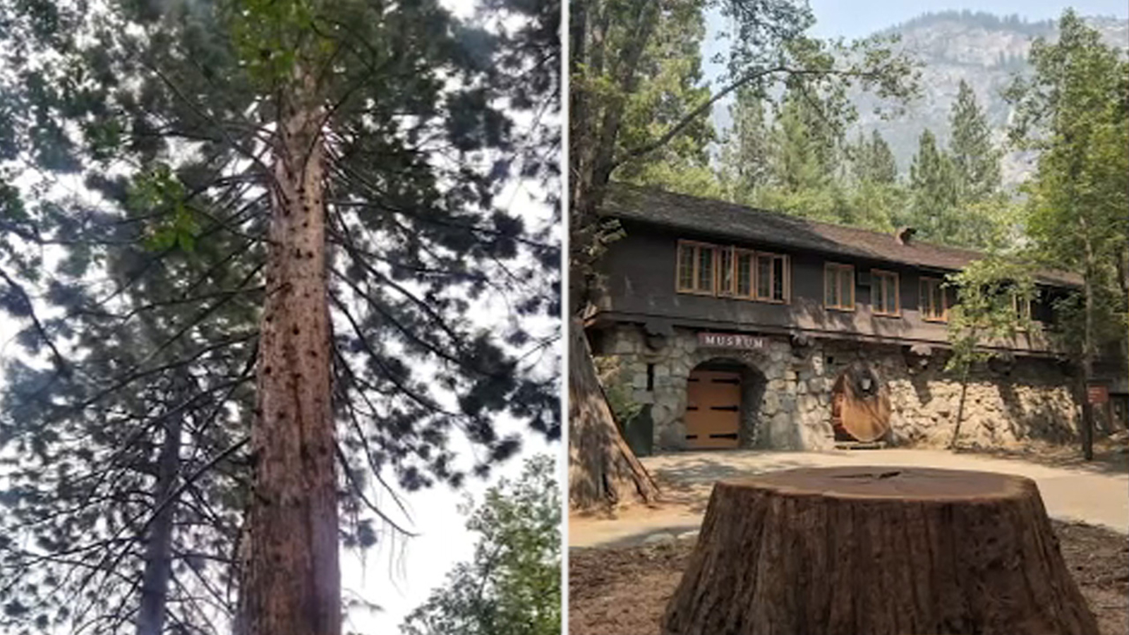 Giant sequoia damaged by lightning strike cut down in Yosemite National ...