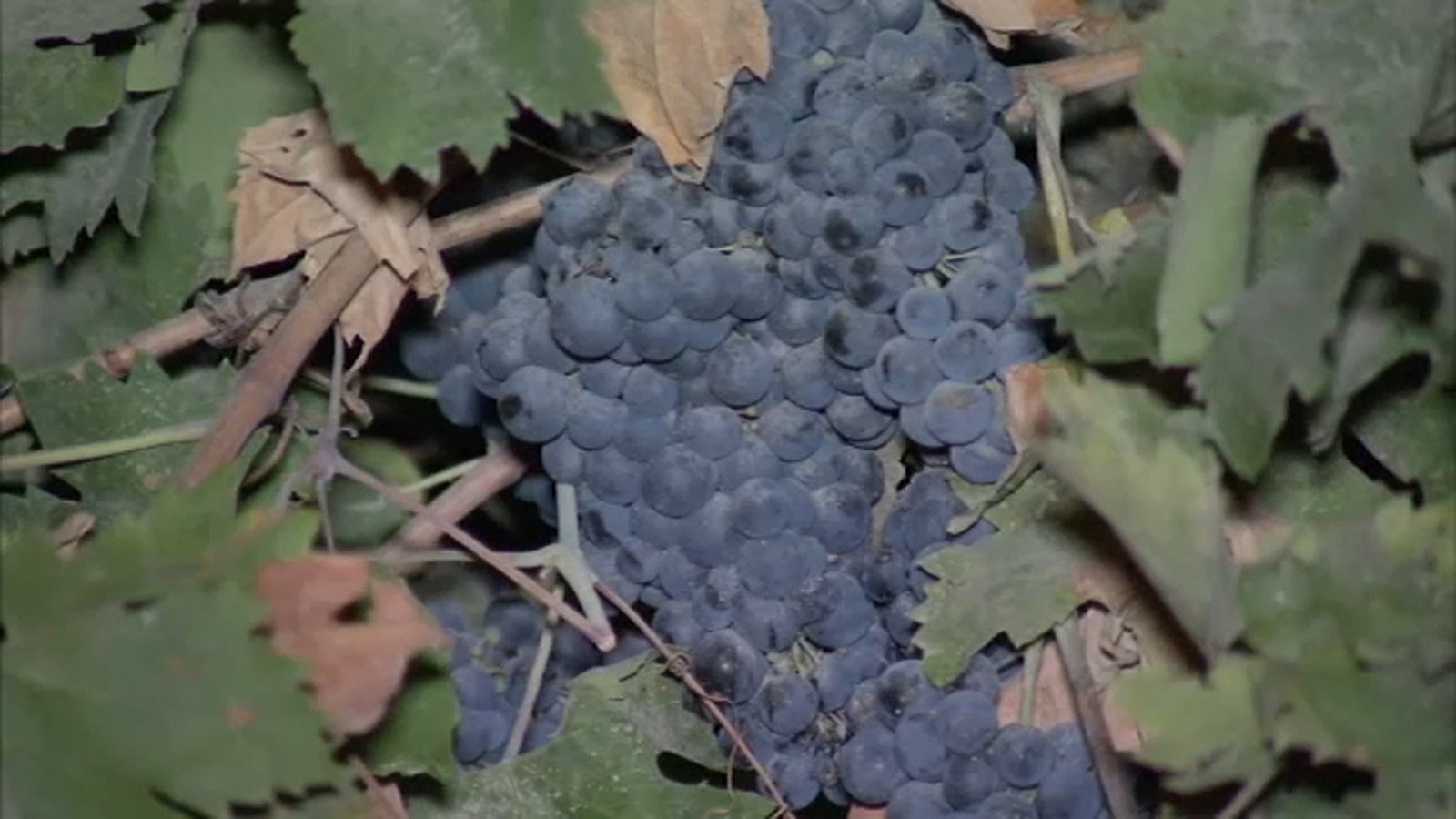 Grape harvesting underway in Central California - ABC30 Fresno