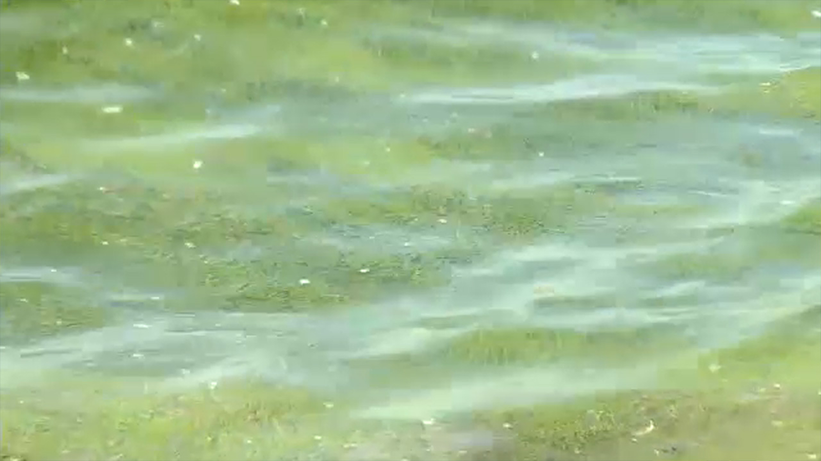 Poisonous toxin produced by algae blooms found in Merced River water ...