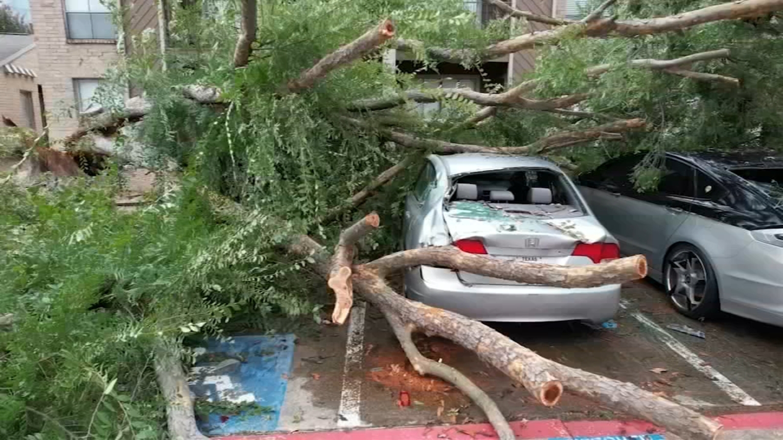 Hurricane Nicholas: Winds cause tree to fall on Houston mom's car ...