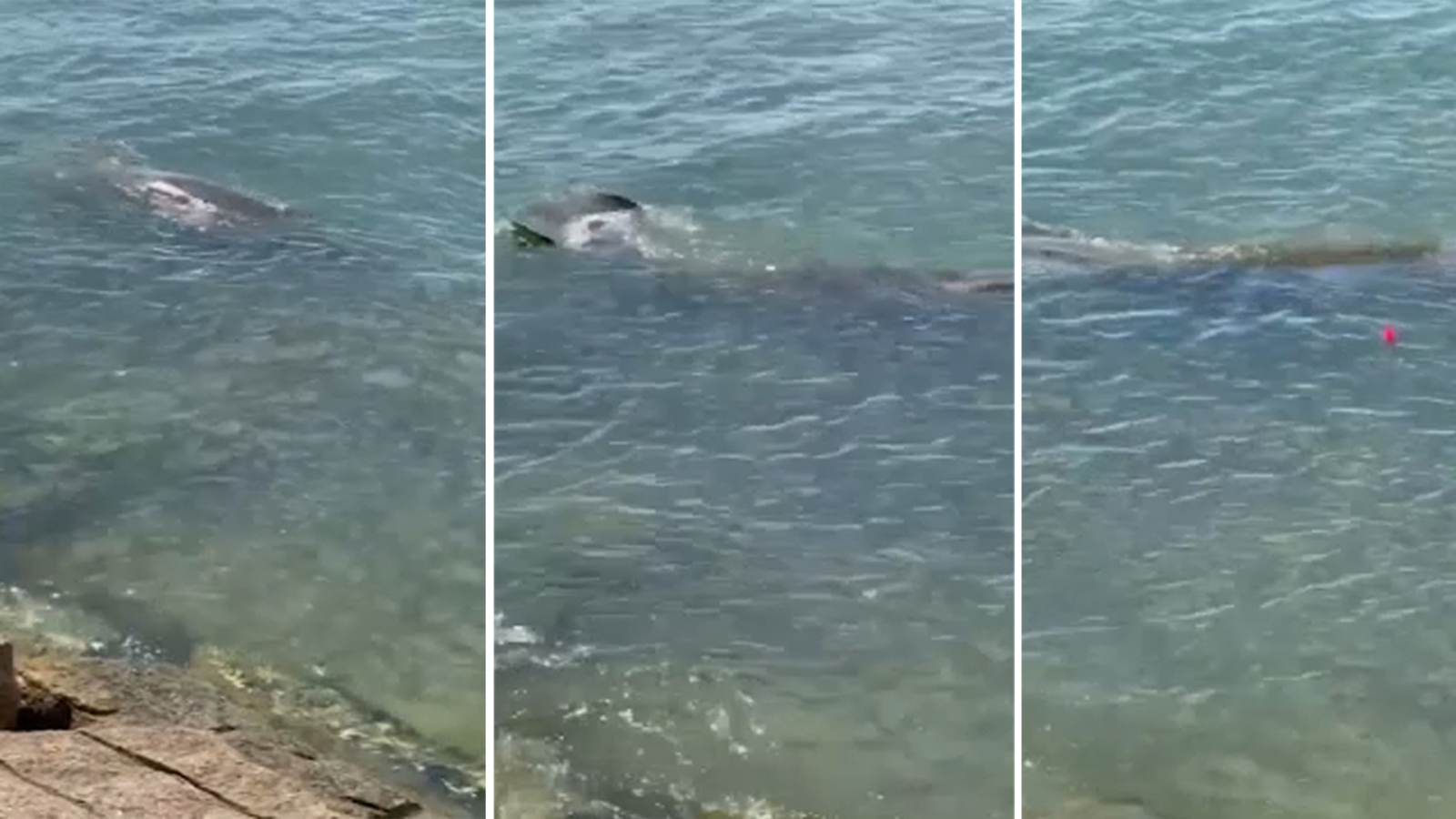 Caught on video: Rare manatee sighting occurs off Texas City Dike ...