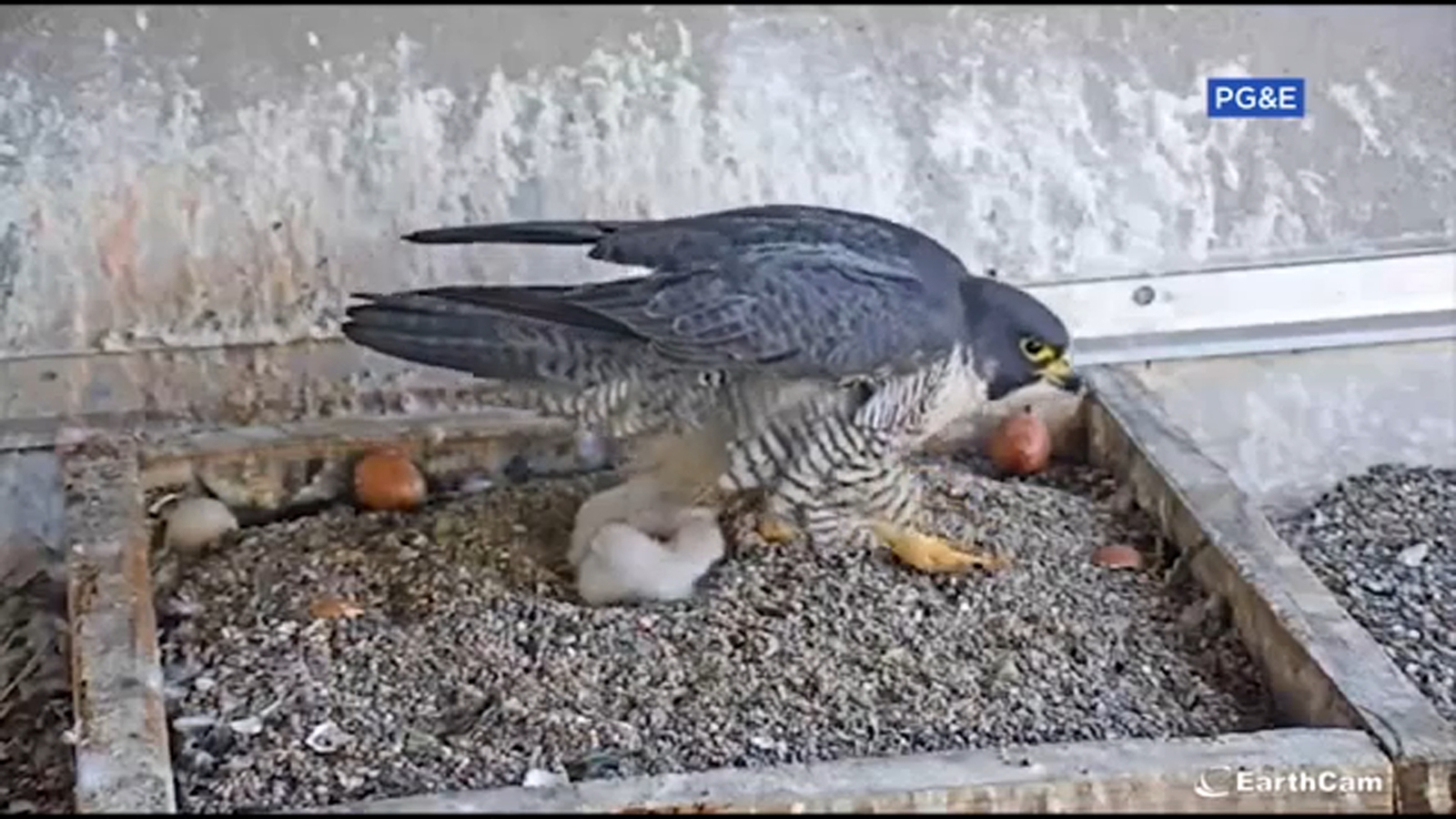 PG&E's beloved San Francisco falcon cam to go dark after 15 years ...