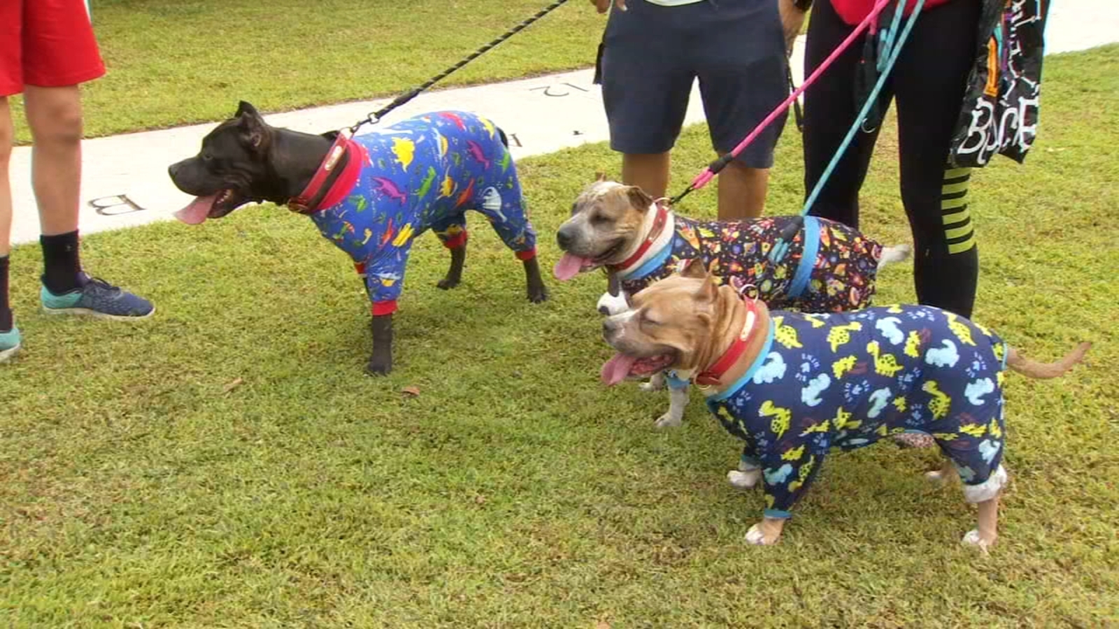 Hundreds of dog owners turn up for Fresno's annual Bully Boo Walk ...