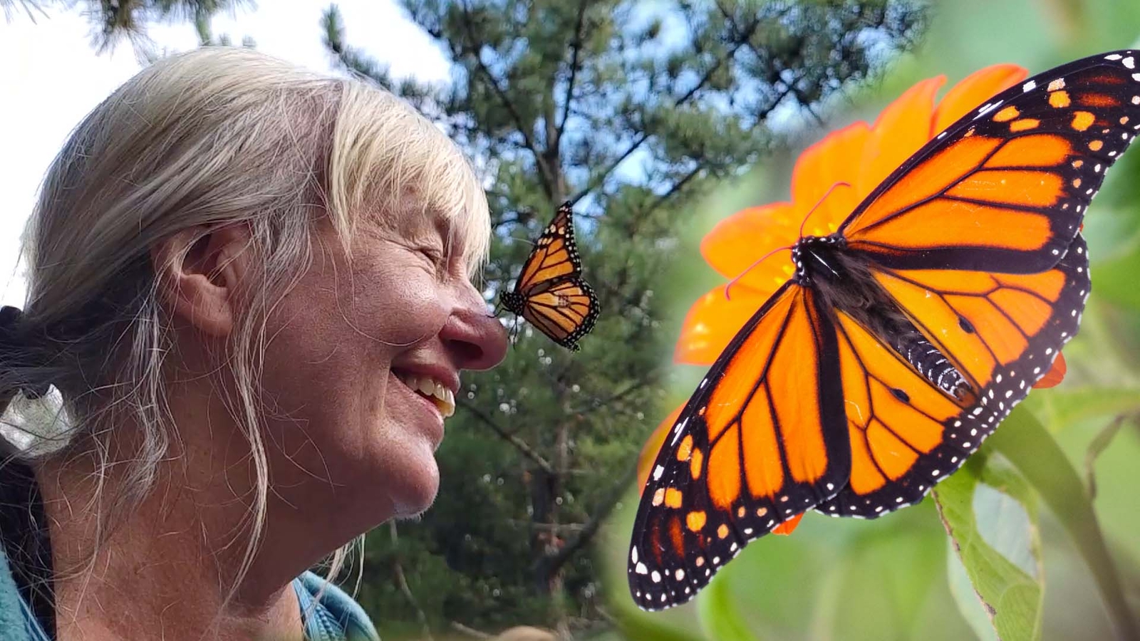 Monarch mania: Butterflies swarm Cape May for fall migration - 6abc ...