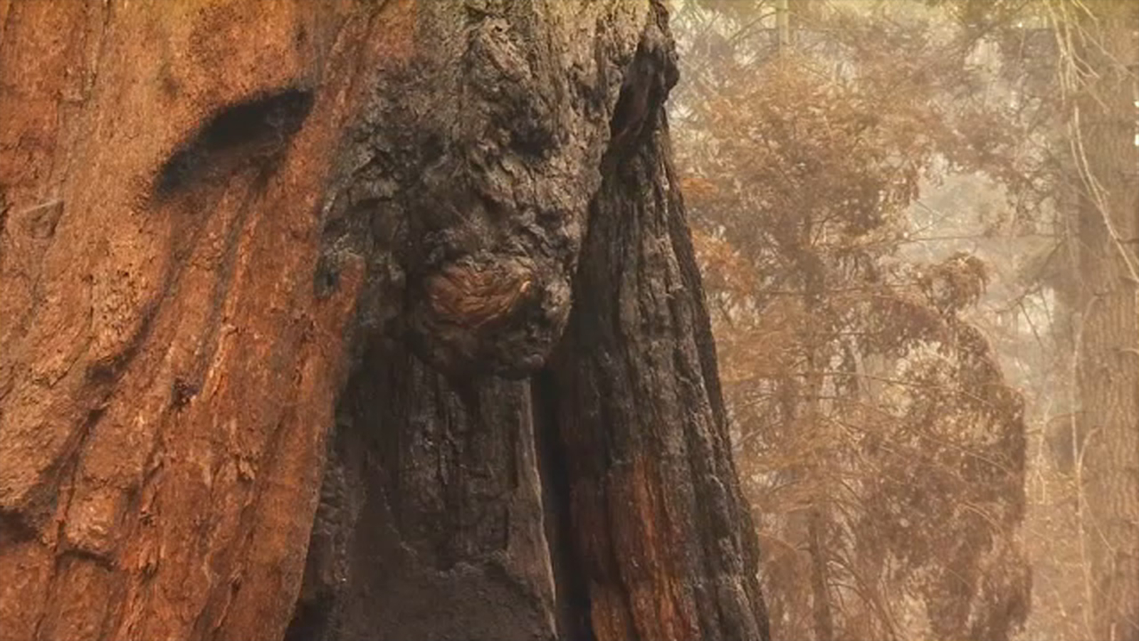 KNP Complex Fire update: Wildfire in Sequoia forest likely killed ...