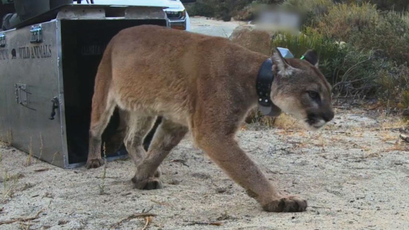 'Monrovia,' mountain lion injured in Bobcat Fire, is found dead 1 year ...