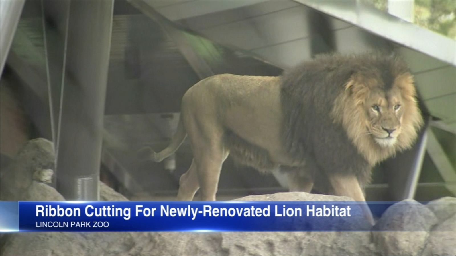 Chicago's Lincoln Park Zoo cuts ribbon on new lion habitat Pepper ...
