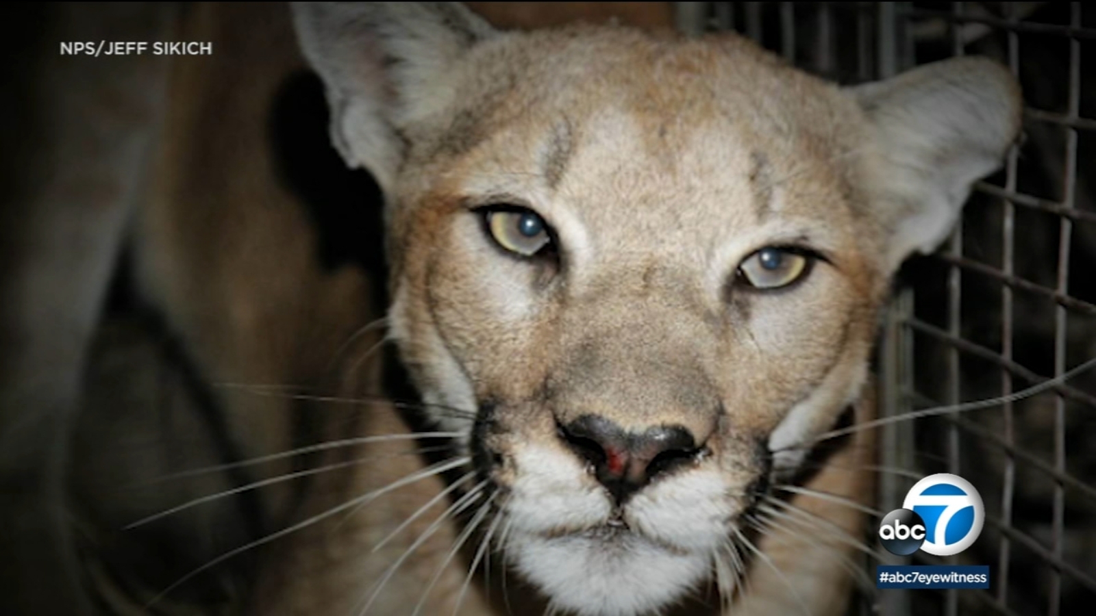 National Park Service captures its 99th study mountain lion in Santa ...