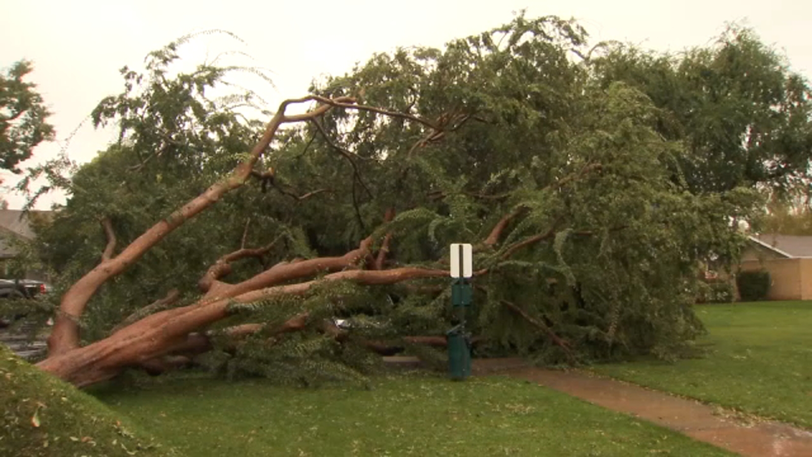California rain damage: Strong winds from storm topple over trees ...