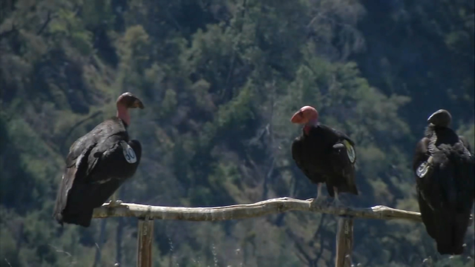 3 California condors released into wild from Ventana Wildlife Society ...