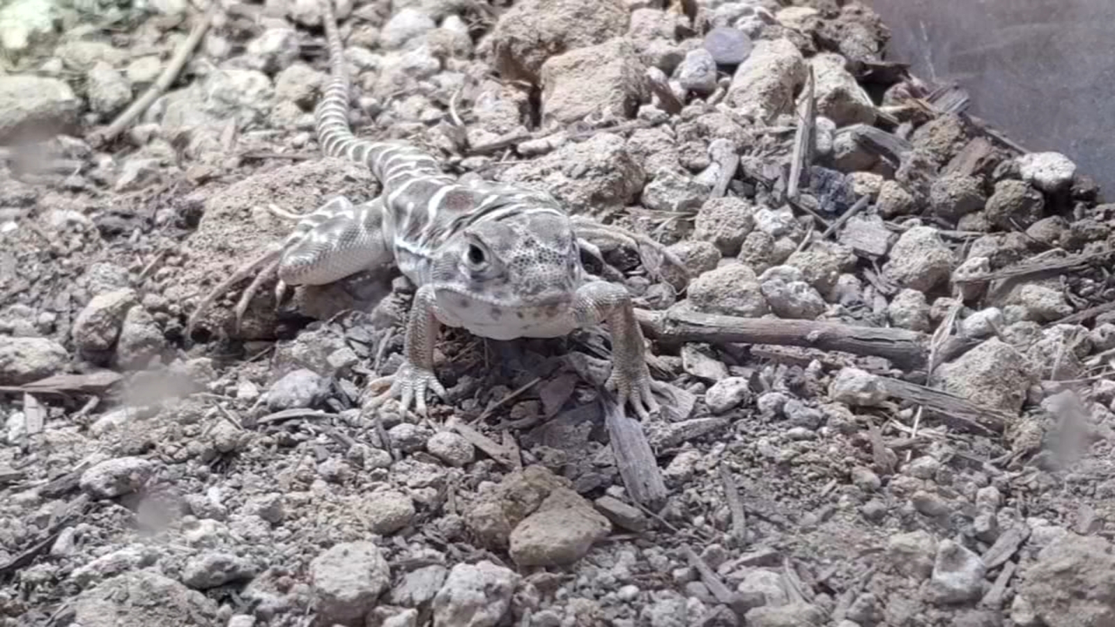 Endangered Central California lizard eggs hatch at Fresno Chaffee Zoo ...