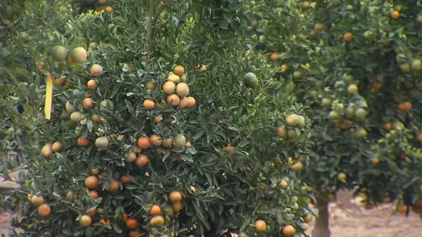 California's drought, heat waves causing lower citrus yield, smaller ...