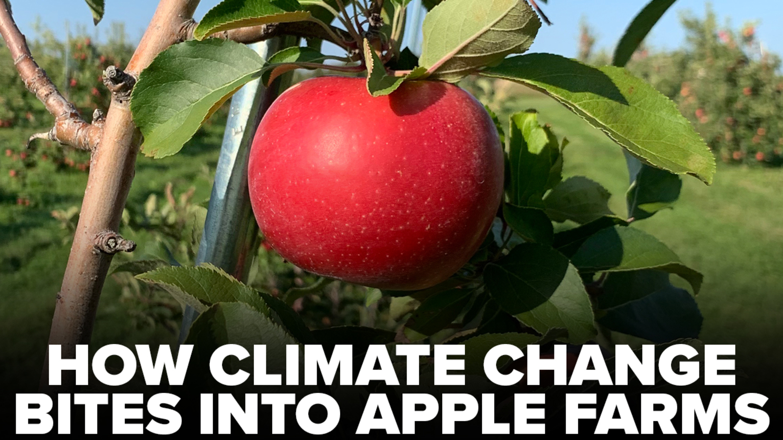 How climate change is affecting apple farms - ABC7 New York