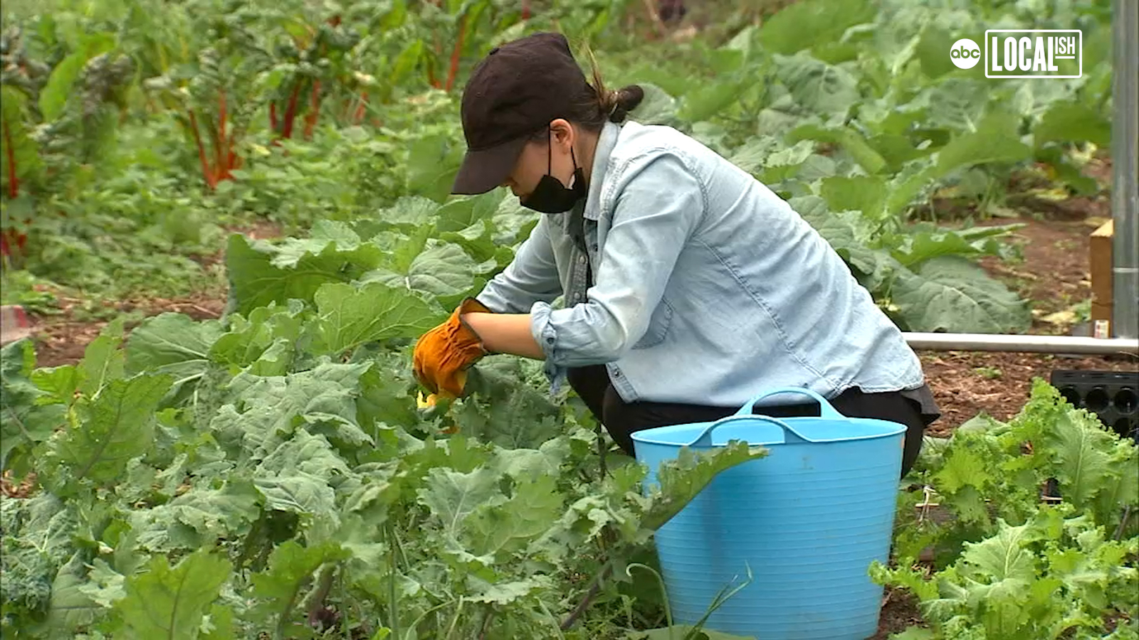 An urban farm cultivates mission of food justice - 6abc Philadelphia