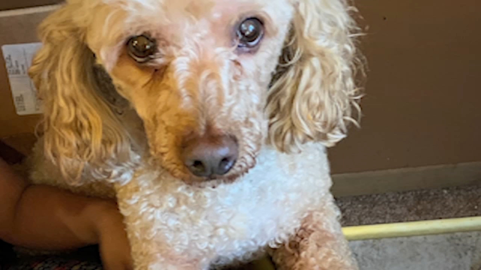 Chicago family's pet poodle killed by neighbor's dog on Far South Side ...