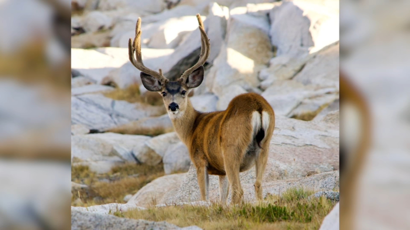 Woman attacked by buck in Yosemite National Park, officials say - ABC30 ...