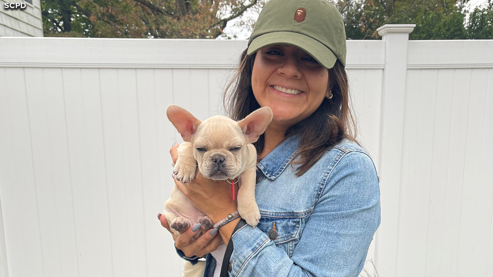 French Bulldog found after being stolen from home in Bay Shore; Second ...