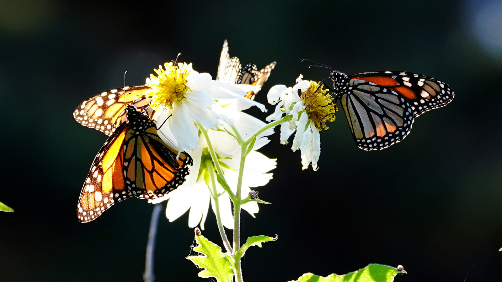 After largely disappearing last year, western monarch butterflies ...
