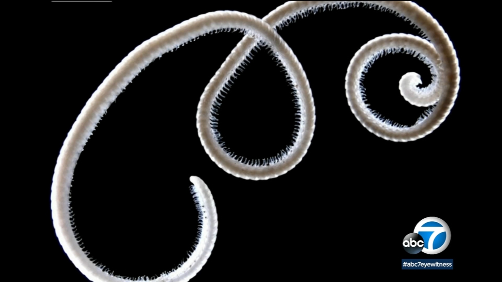 First true millipede discovered in Australia with 1,306 legs, has most ...