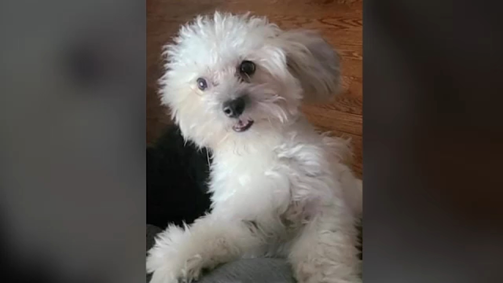Missing dog: Family of Chicago soldier seeks help finding pet last seen ...