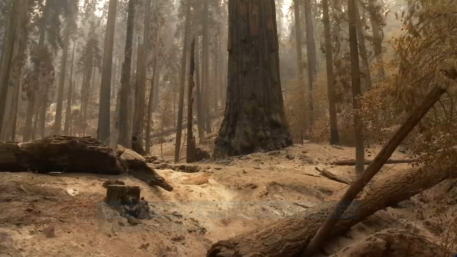 KNP Complex Fire fully contained months after wildfire sparked - ABC30 ...