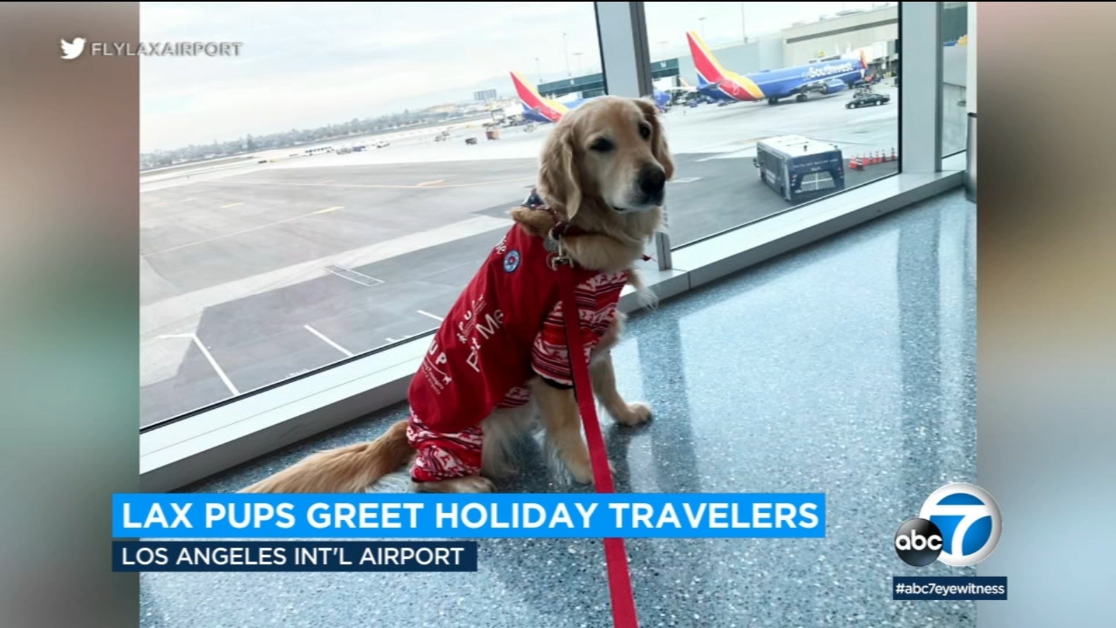 Pups at LAX help relieve stress of holiday travel - ABC7 Los Angeles