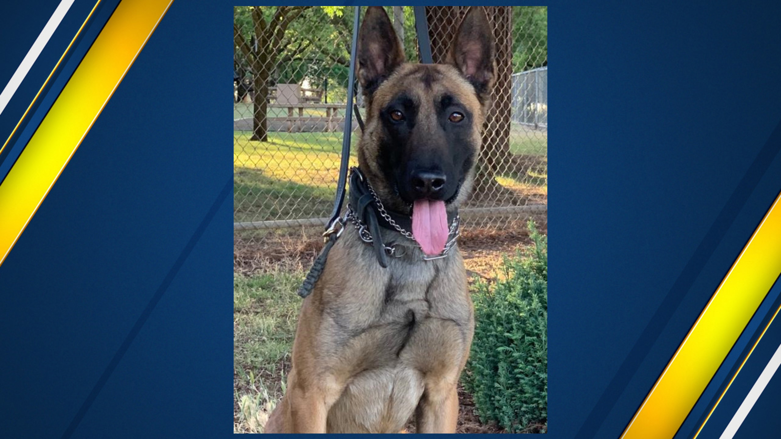 Fresno police K9 Odin fatally shot after biting officer - ABC30 Fresno