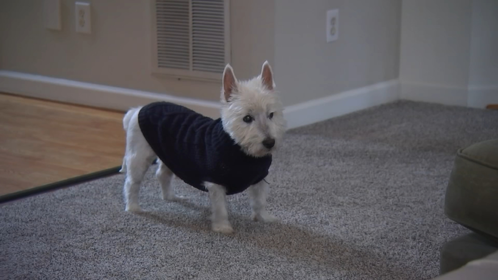 Apex pet owner warns others after xylitol found in dog's medication ...