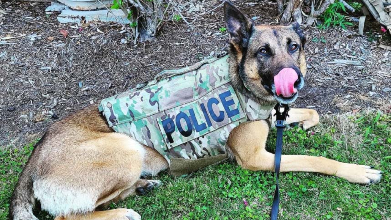 HPD K-9 Unit: Police dog was stabbed while trying to catch robbery ...