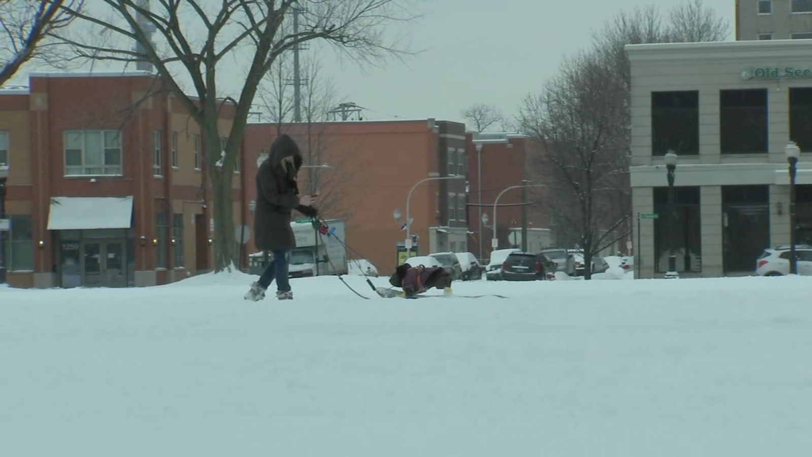 Sled dog: Huskies, French bulldog enjoy Illinois snow, sledding weather ...