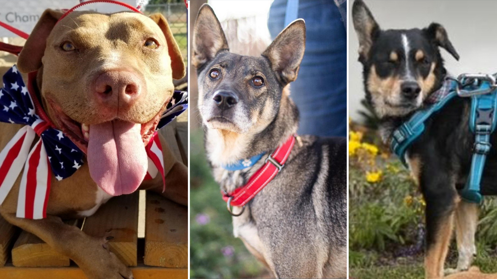 These longtime Fresno shelter dogs need your help - ABC30 Fresno