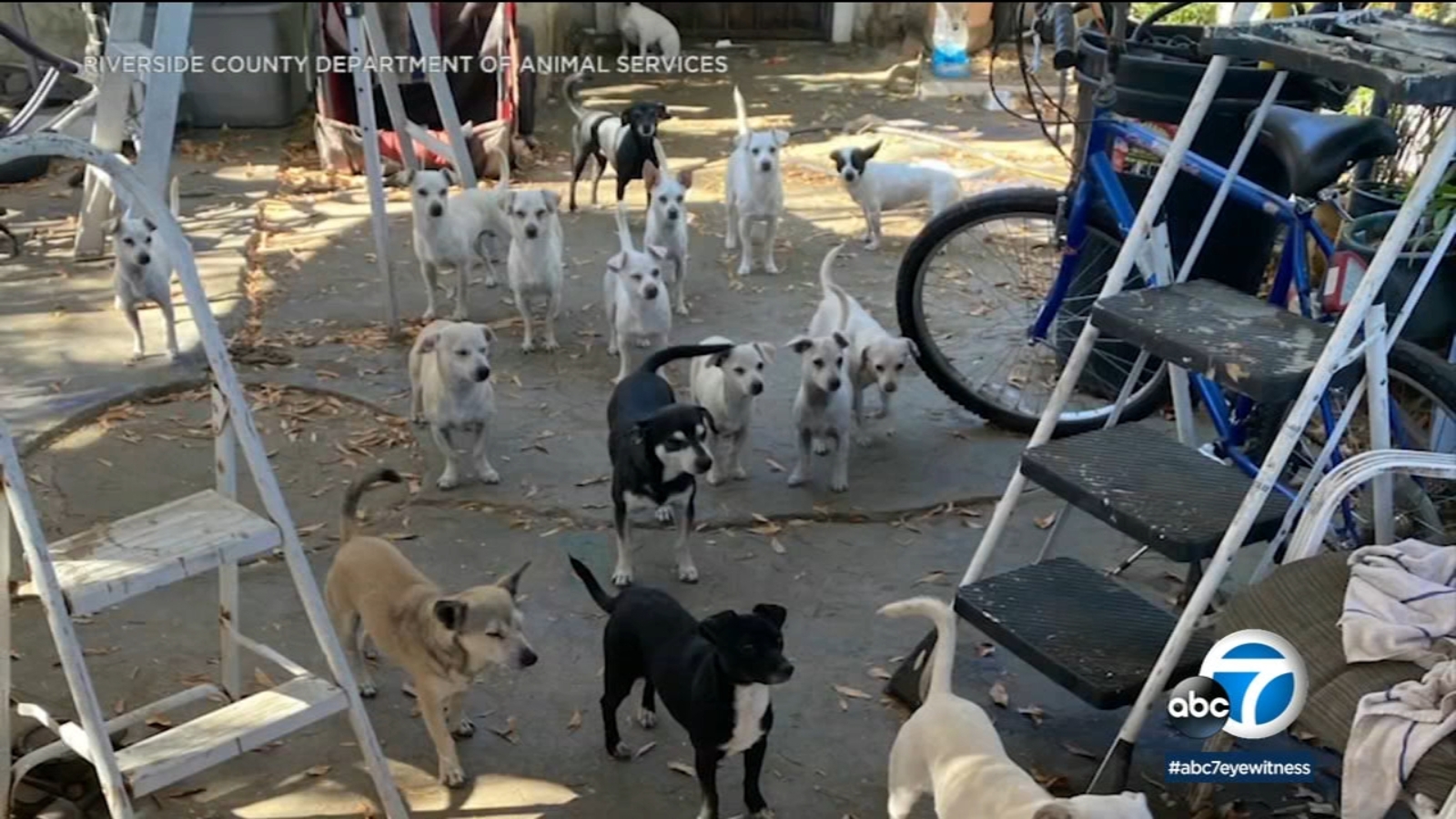 Riverside County Animal Services helps man with 37 dogs after he said ...
