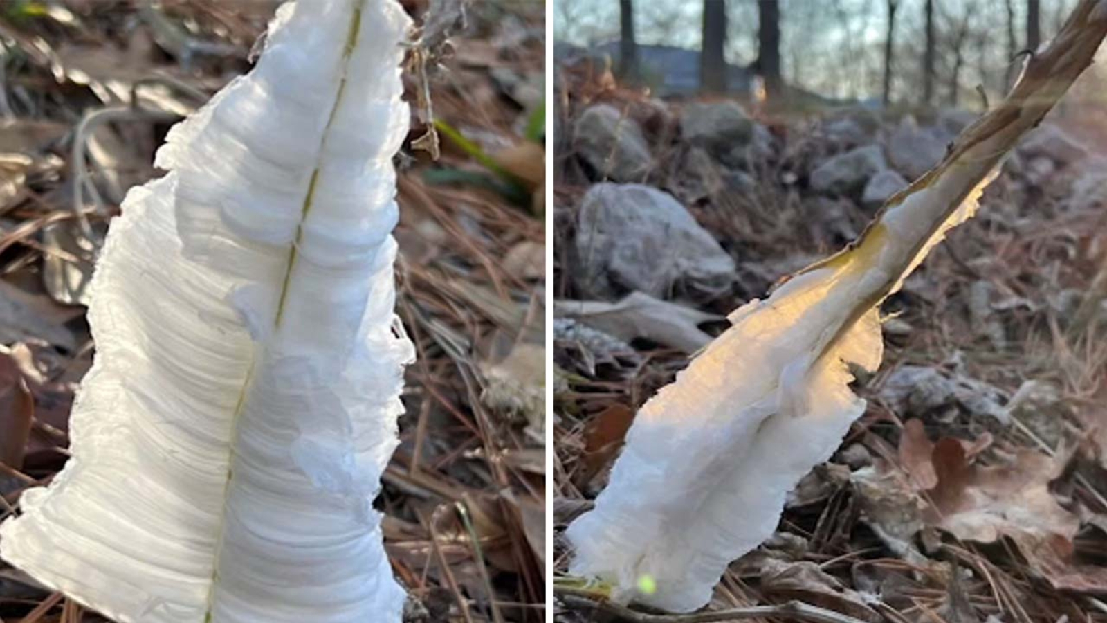 Winter effects: ABC13 meteorologist Kevin Roth breaks down how a frost ...