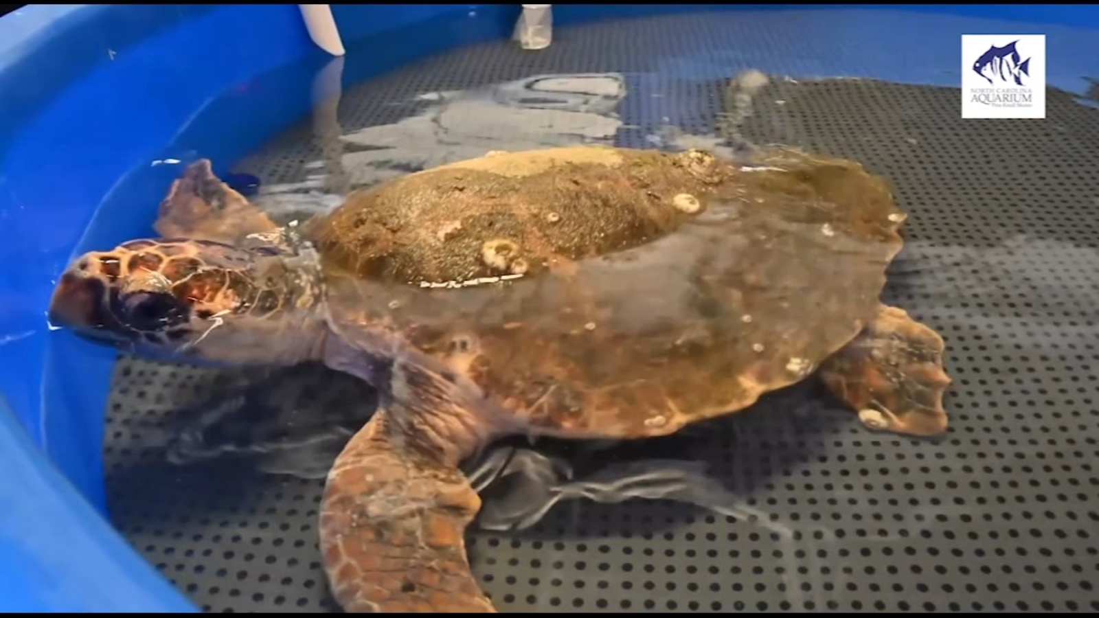 Cold-stunned turtles rescued, rehabilitated by NC Aquarium - ABC11 Raleigh-Durham