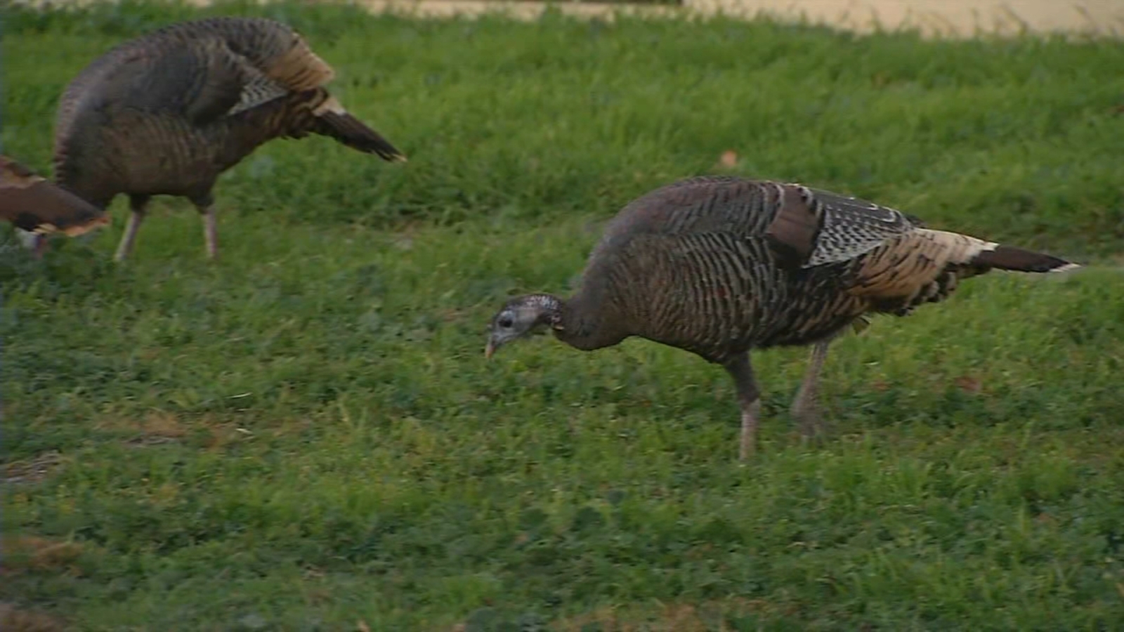 Wild turkeys ('they're huge') cause trouble at NASA Ames, feds and ...