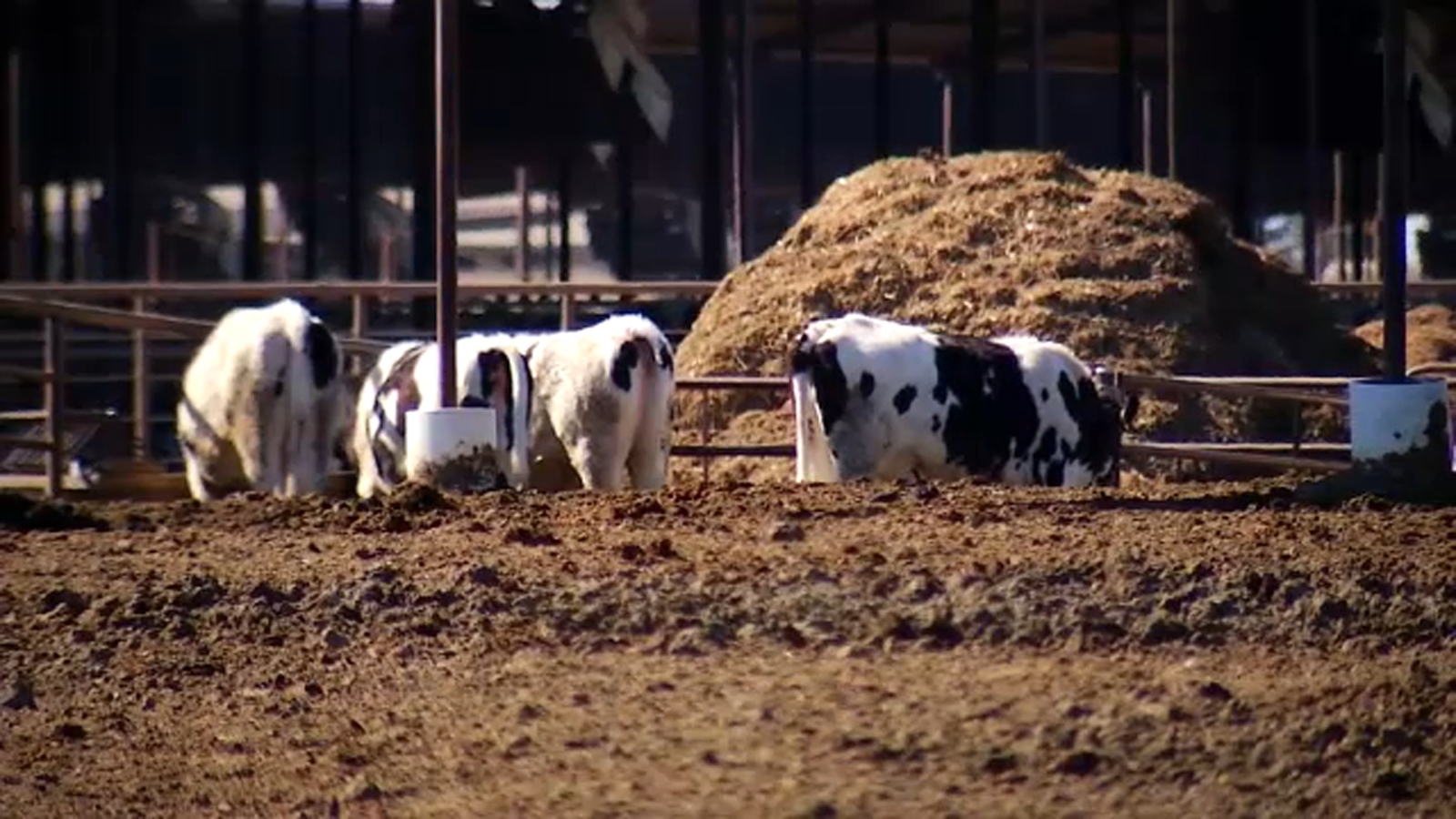 Merced dairy turning cow manure into renewable energy - ABC30 Fresno