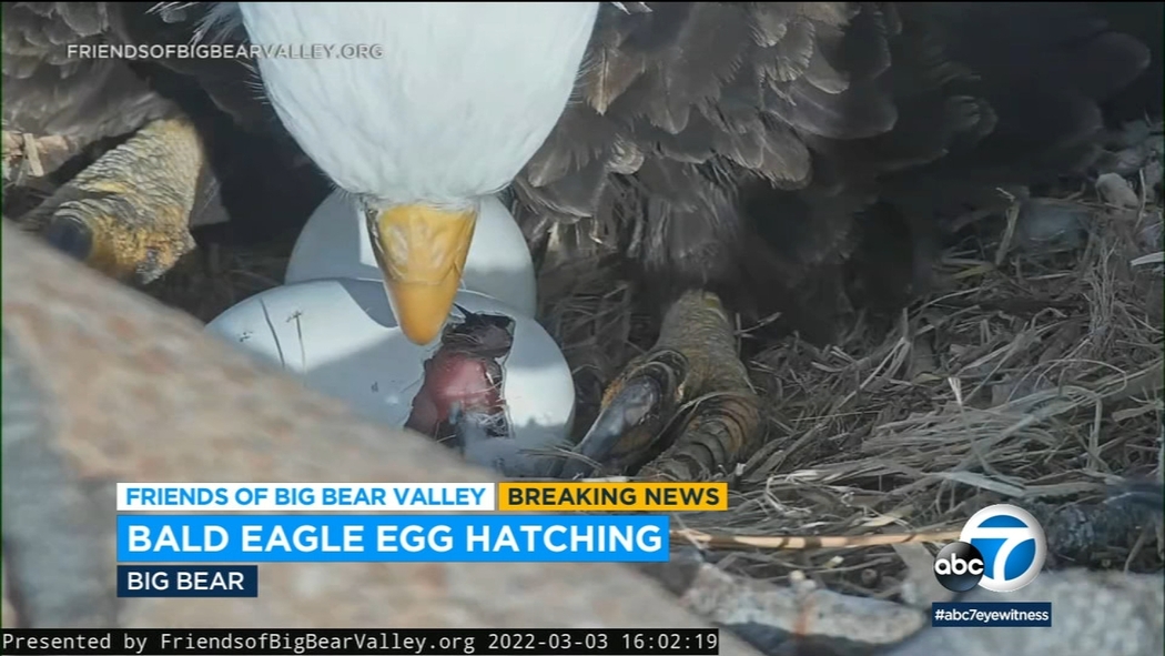 Eagle Egg Hatching California Bald Eagles Care For 3 New Eggs As Fans