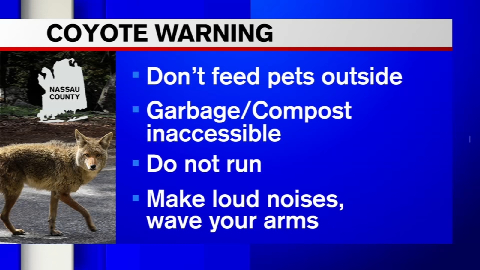 Coyote sightings: Nassau County SPCA warns of the wild animals on Long ...