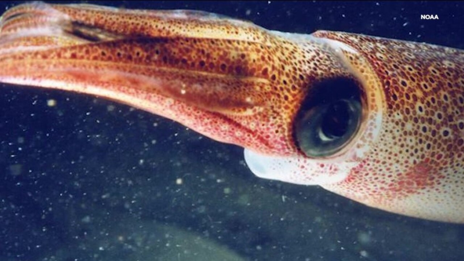 Stanford researchers track squid migration mystery as sea creatures ...